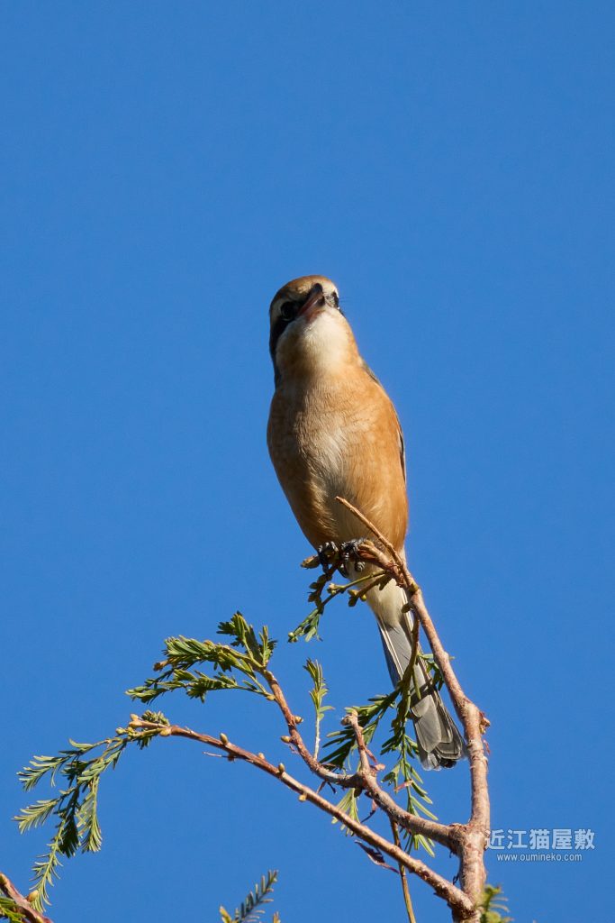 EOS R7 + EF400mm F4 DO IS II USM、EF800mm F5.6L IS USM | 近江猫屋敷