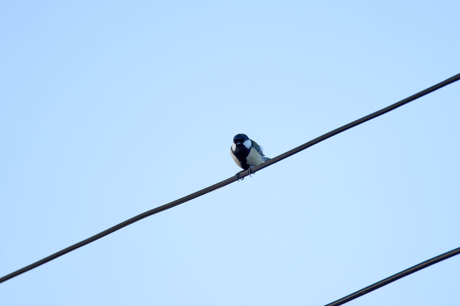 EOS R7 + EF800mm F5.6L IS USM モズ、シジュウカラ | 近江猫屋敷