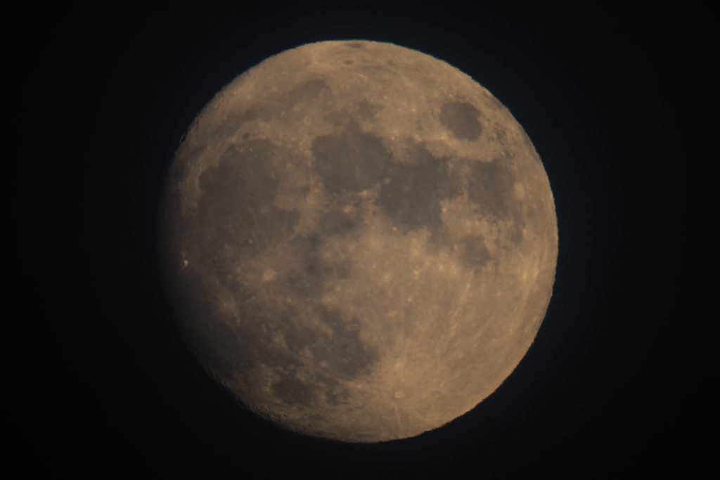 EOS R7 + EF800mm F5.6L IS USM モズ、シジュウカラ | 近江猫屋敷