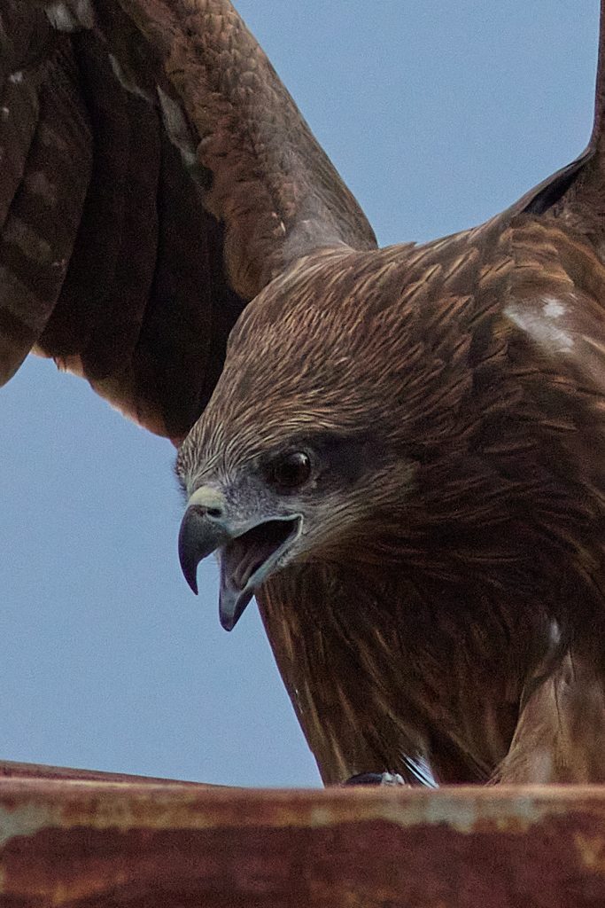 EOS R7 + EF400mm F5.6L USM + Extender x1.4 | 近江猫屋敷
