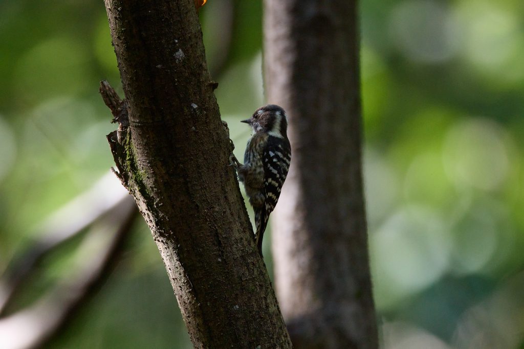 EOS R7 + EF800mm F5.6L IS USM 榛原ヤマセミ、コゲラ、カケス | 近江猫屋敷