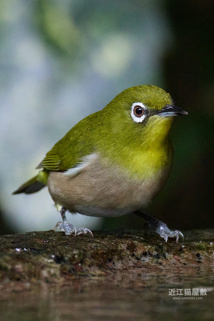 EOS R7+EF400mm F4 DO IS II USM、EF800mm F5.6L IS USM | 近江猫屋敷