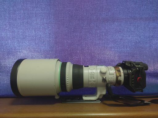 EOS R7+EF400mm F4 DO IS II USM、EF800mm F5.6L IS USM | 近江猫屋敷
