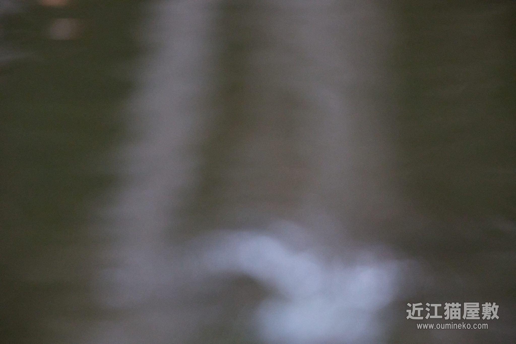 EOS R3,R7,1DX3で野鳥撮影 カワセミ、その他いろいろ | 近江猫屋敷