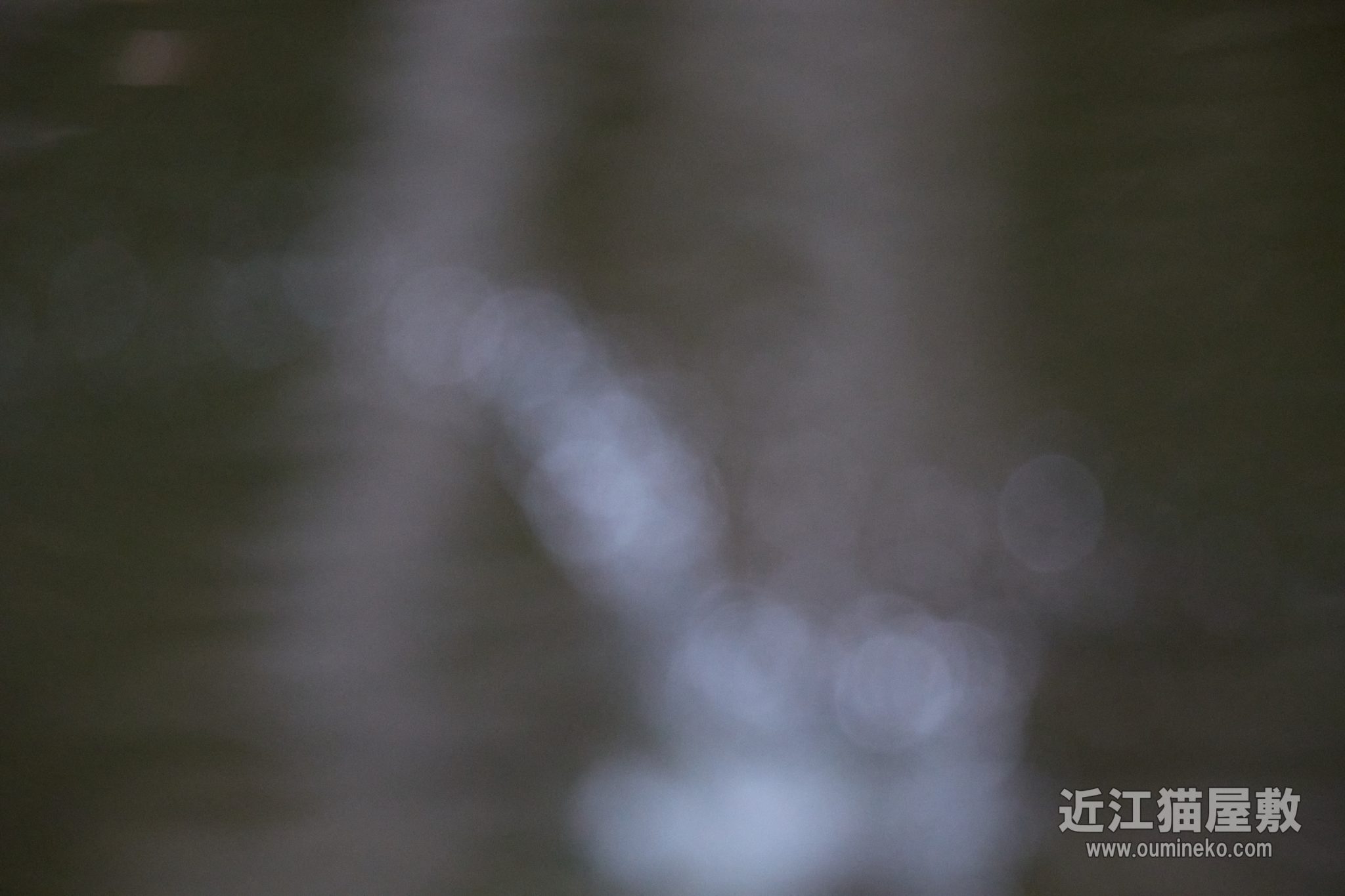 EOS R3,R7,1DX3で野鳥撮影 カワセミ、その他いろいろ | 近江猫屋敷