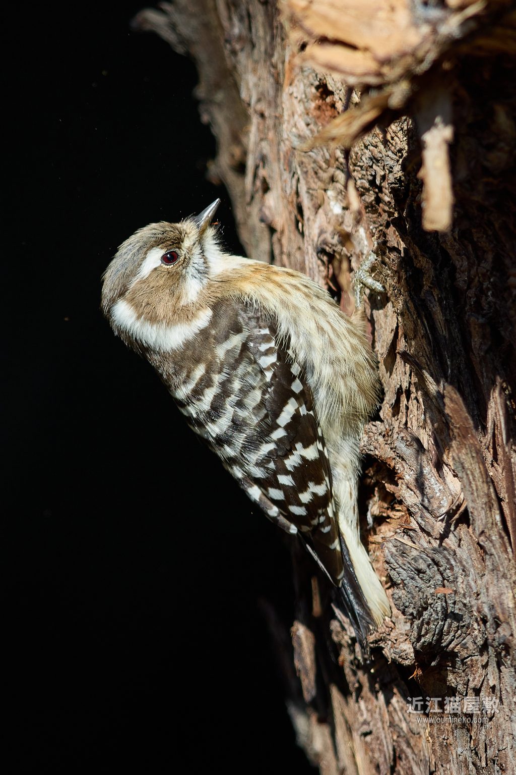 EOS R7,1DX3で野鳥撮影 撮影のコツ(初心者向けTIPS) | 近江猫屋敷