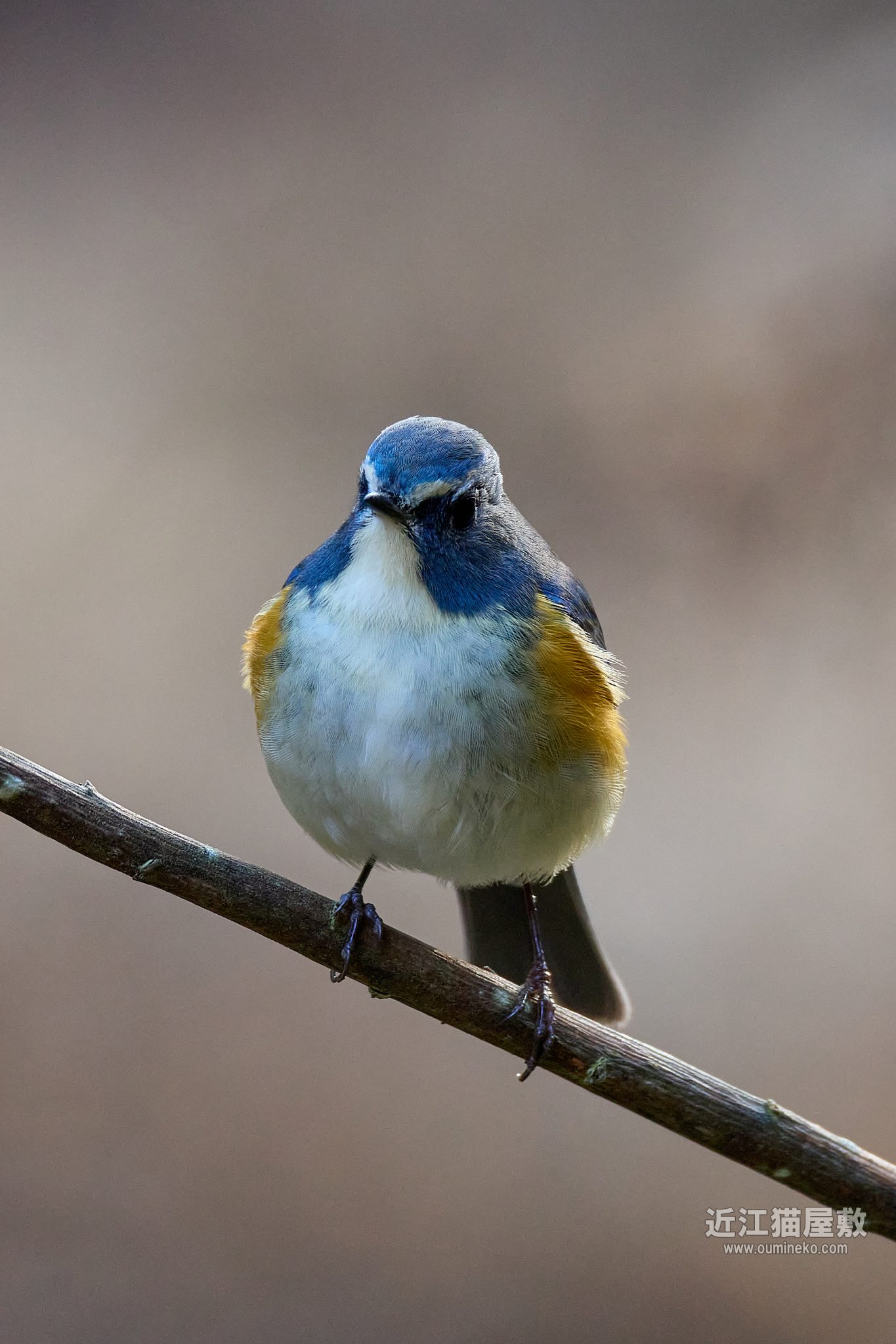 EOS R3,R7,1DX3で野鳥撮影 ルリビタキ、カワセミ | 近江猫屋敷