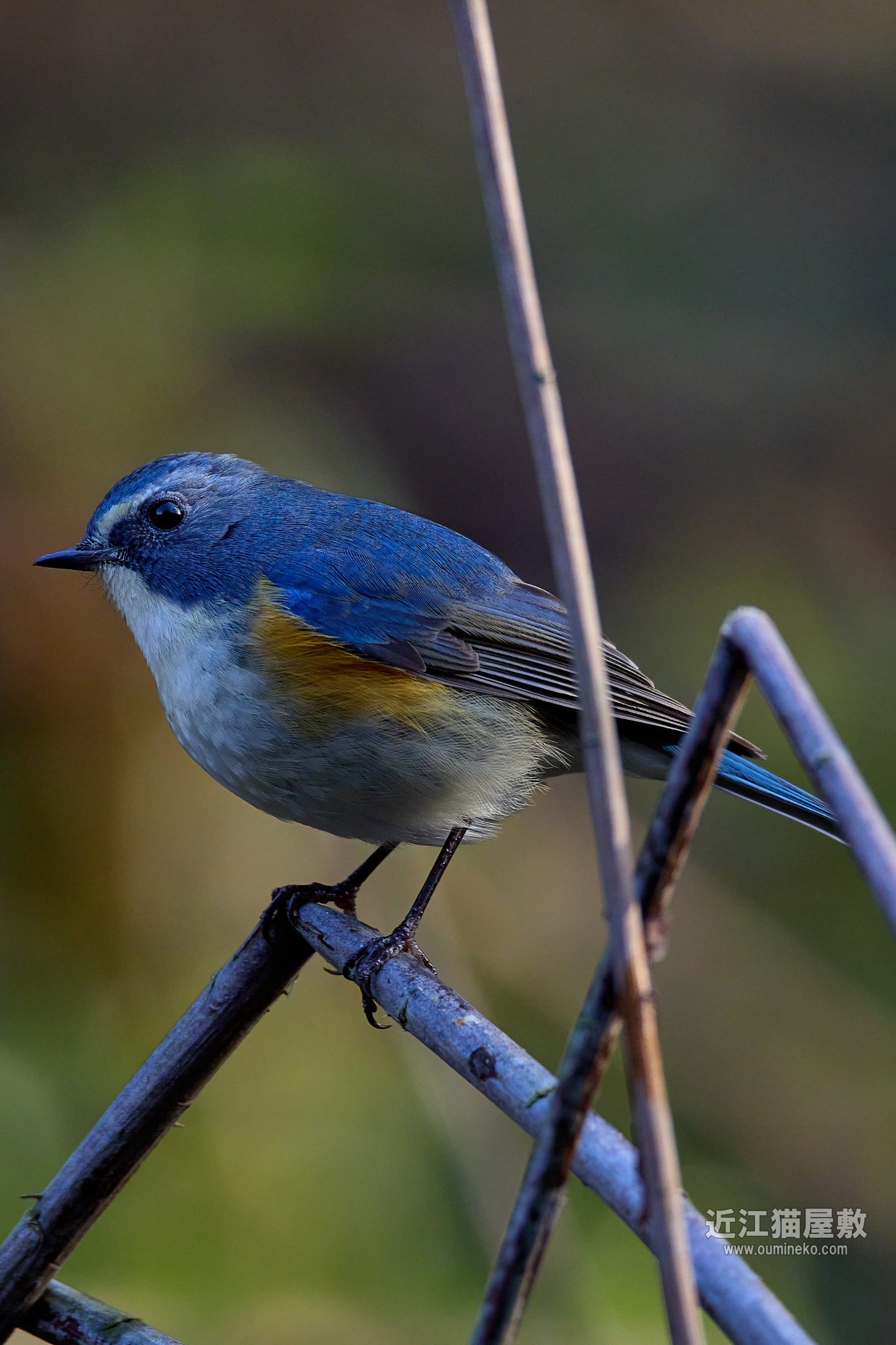 EOS R3,R7,1DX3で野鳥撮影 ルリビタキ、カワセミ | 近江猫屋敷