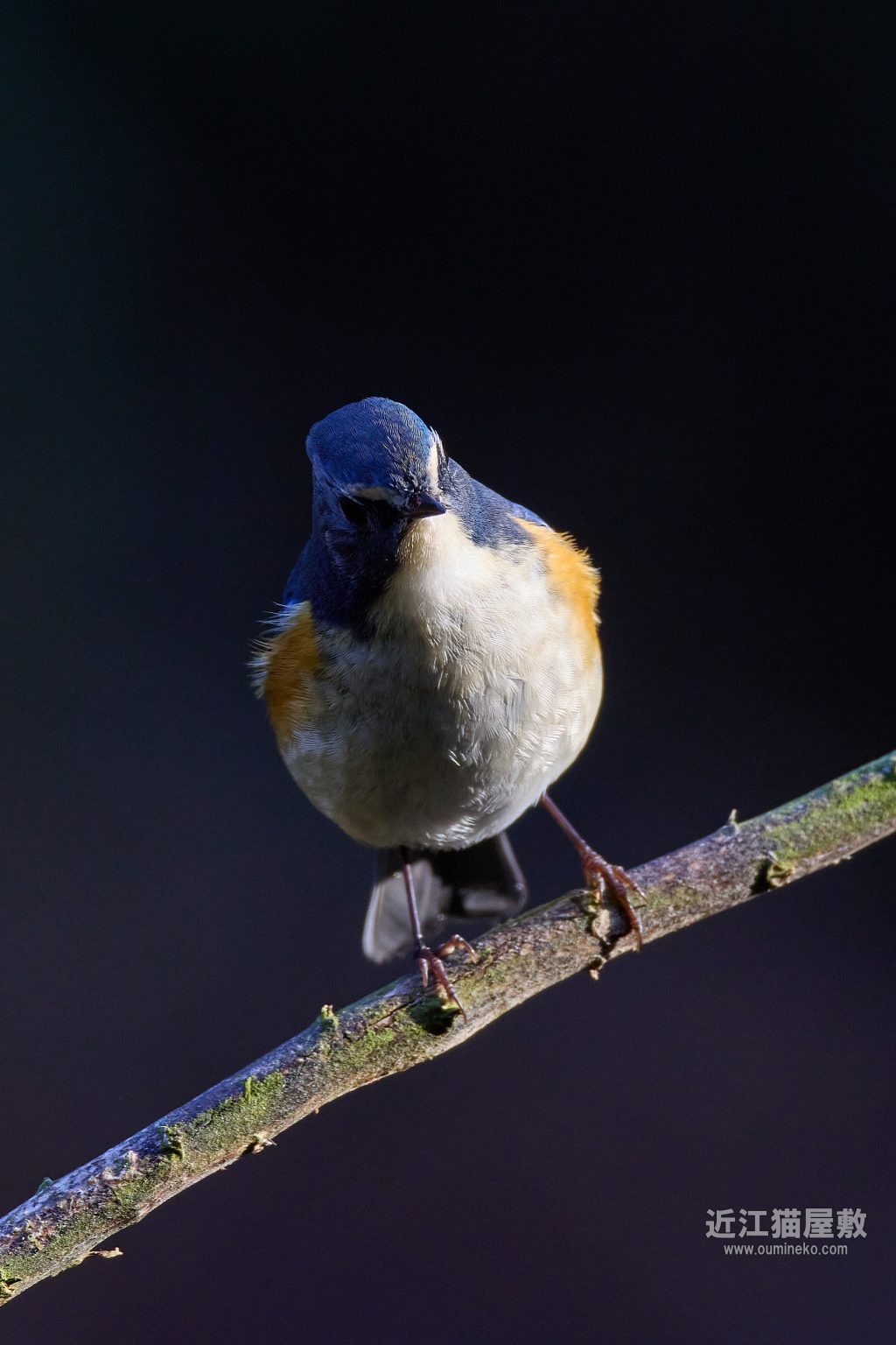 EOS R3,R7,1DX3で野鳥撮影 ルリビタキ、カワセミ | 近江猫屋敷