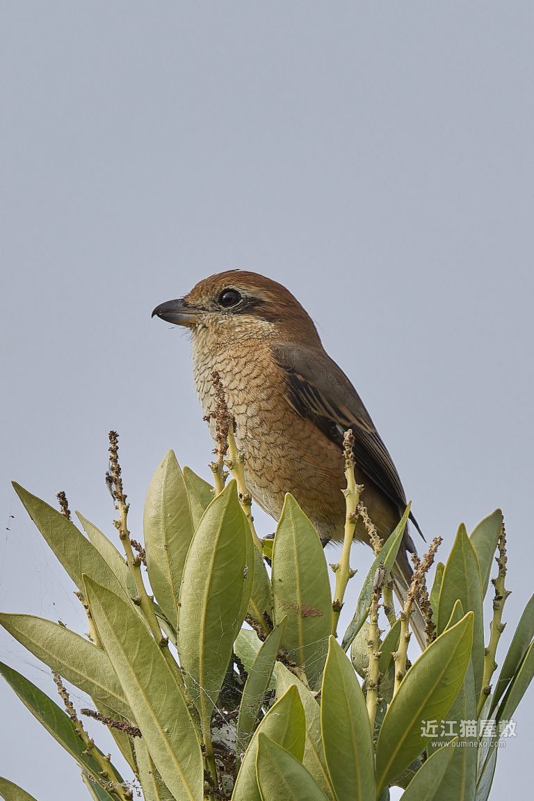 EOS 1DX3,R7で野鳥撮影 AI系のRAW現像検証 | 近江猫屋敷