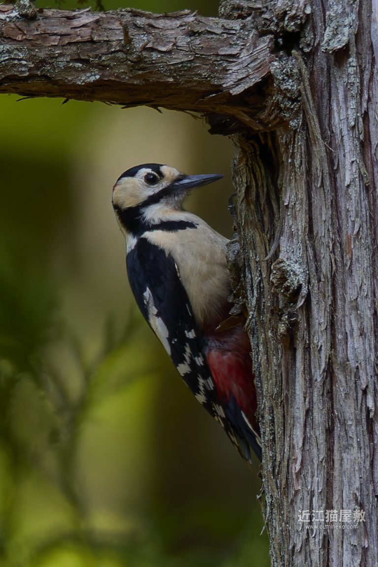 EOS R7,1DX3で野鳥撮影 撮影のコツ(初心者向けTIPS) | 近江猫屋敷