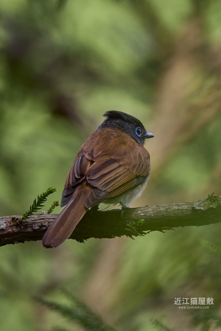 EOS R7,1DX3で野鳥撮影 サンコウチョウ、キビタキ、カワセミ 他 | 近江猫屋敷