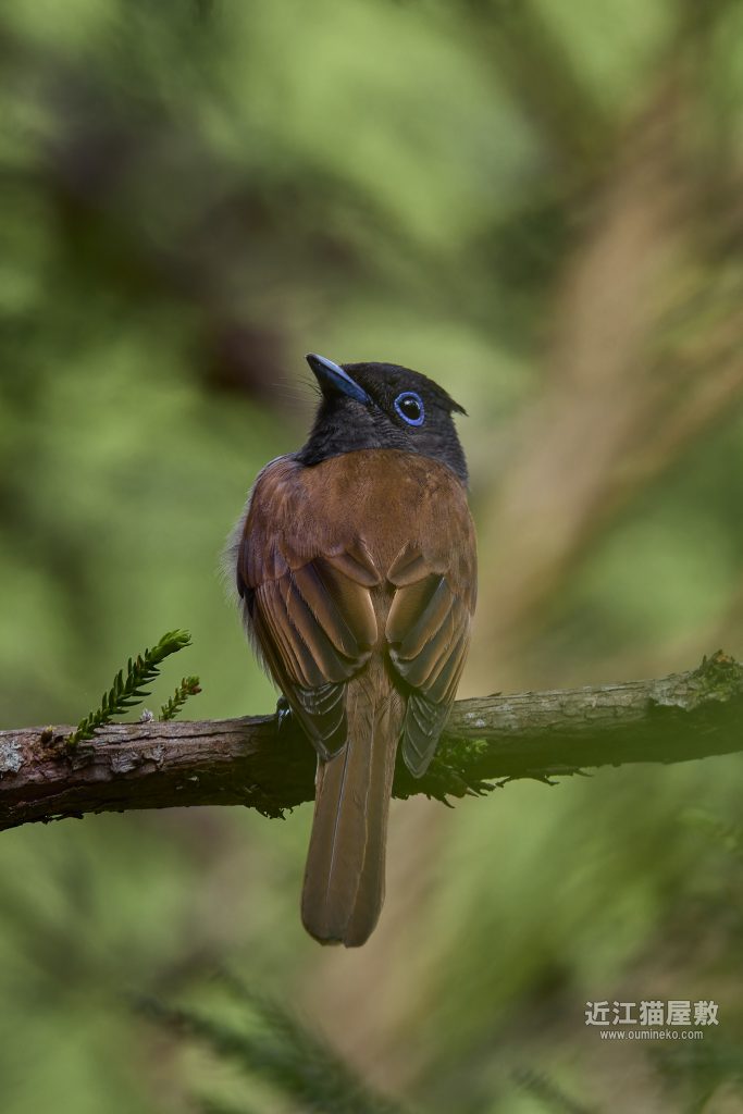 EOS R7,1DX3で野鳥撮影 サンコウチョウ、キビタキ、カワセミ 他 | 近江猫屋敷