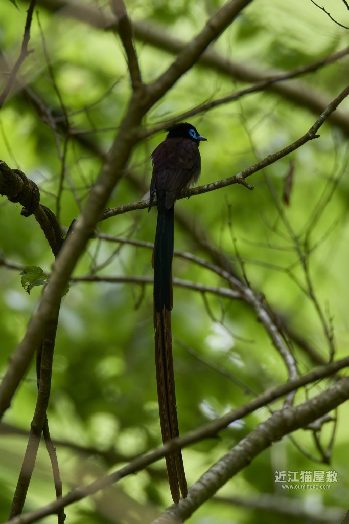 EOS R7,1DX3で野鳥撮影 サンコウチョウ、キビタキ、カワセミ 他 | 近江猫屋敷