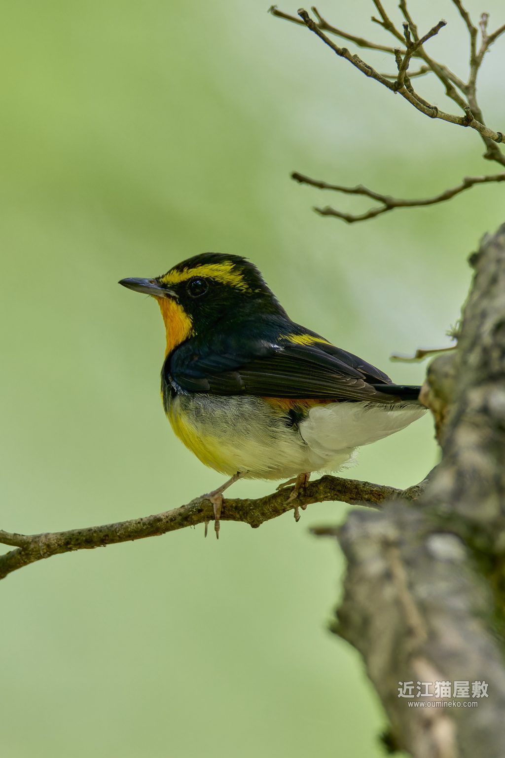 EOS R7,1DX3で野鳥撮影 サンコウチョウ、キビタキ、カワセミ 他 | 近江猫屋敷