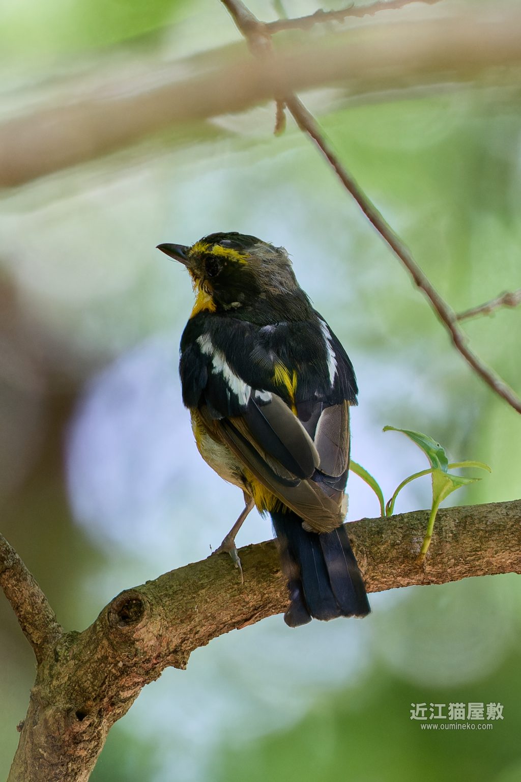 EOS R7,1DX3で野鳥撮影 EF400mm F4 DO IS II USM | 近江猫屋敷