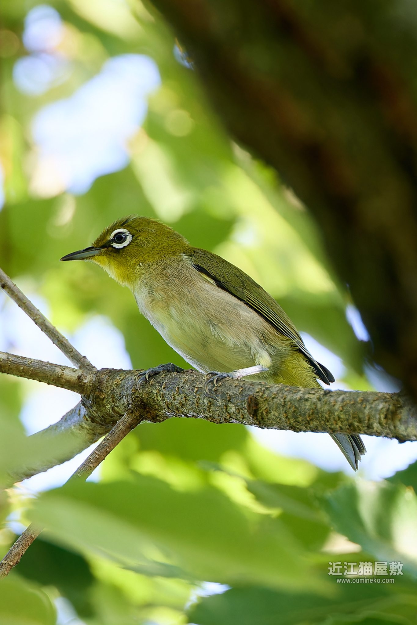 EOS R7,1DX3で野鳥撮影 EF400mm F4 DO IS II USM | 近江猫屋敷