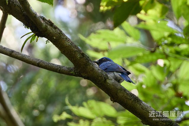 EOS R7,1DX3で野鳥撮影 EF400mm F4 DO IS II USM | 近江猫屋敷