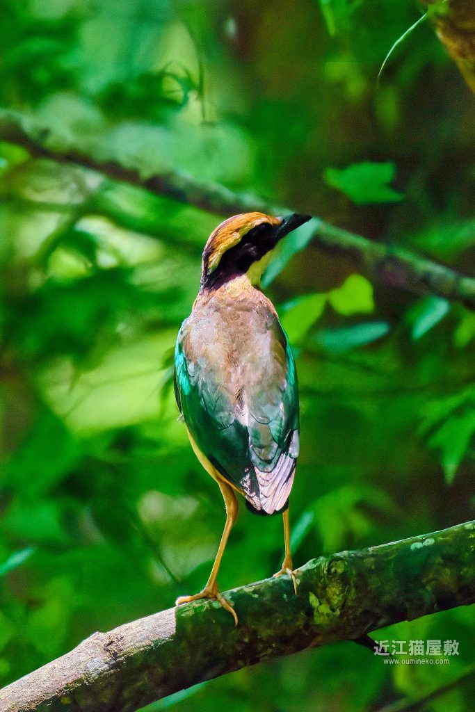 EOS R7,1DX3で野鳥撮影 ヤイロチョウ (6月～7月) | 近江猫屋敷