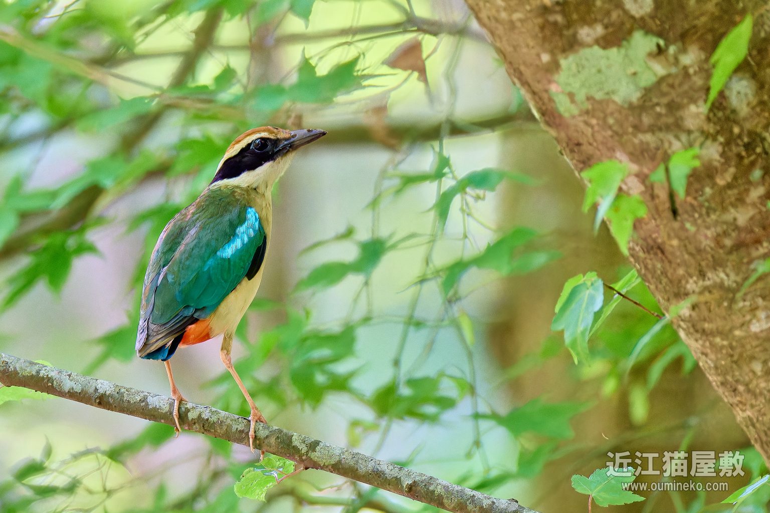 EOS R7,1DX3で野鳥撮影 ヤイロチョウ (6月～7月) | 近江猫屋敷