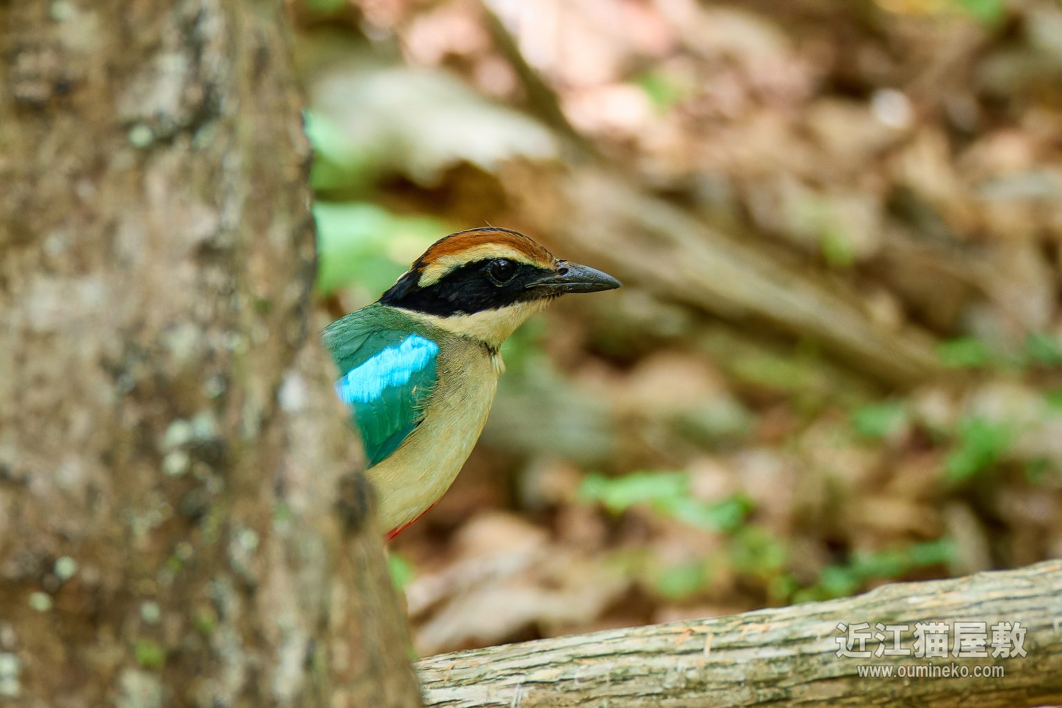 EOS R7,1DX3で野鳥撮影 ヤイロチョウ (6月～7月) | 近江猫屋敷