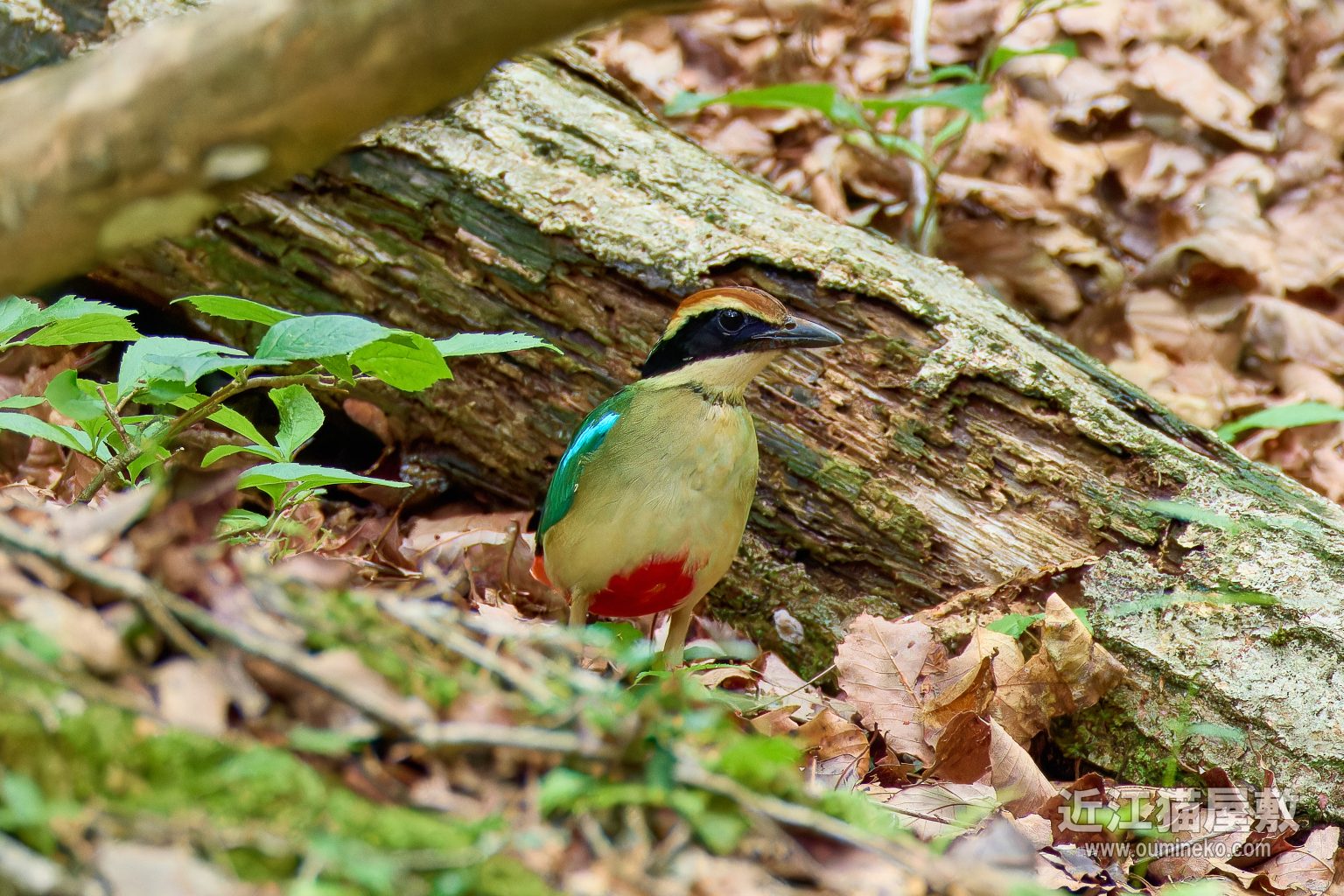 EOS R7,1DX3で野鳥撮影 ヤイロチョウ (6月～7月) | 近江猫屋敷
