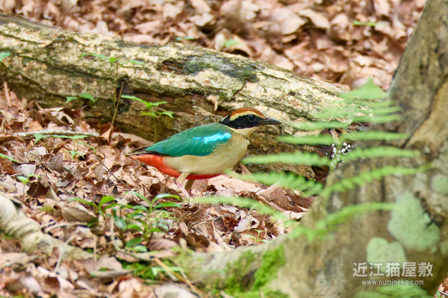 EOS R7,1DX3で野鳥撮影 ヤイロチョウ (6月～7月) | 近江猫屋敷