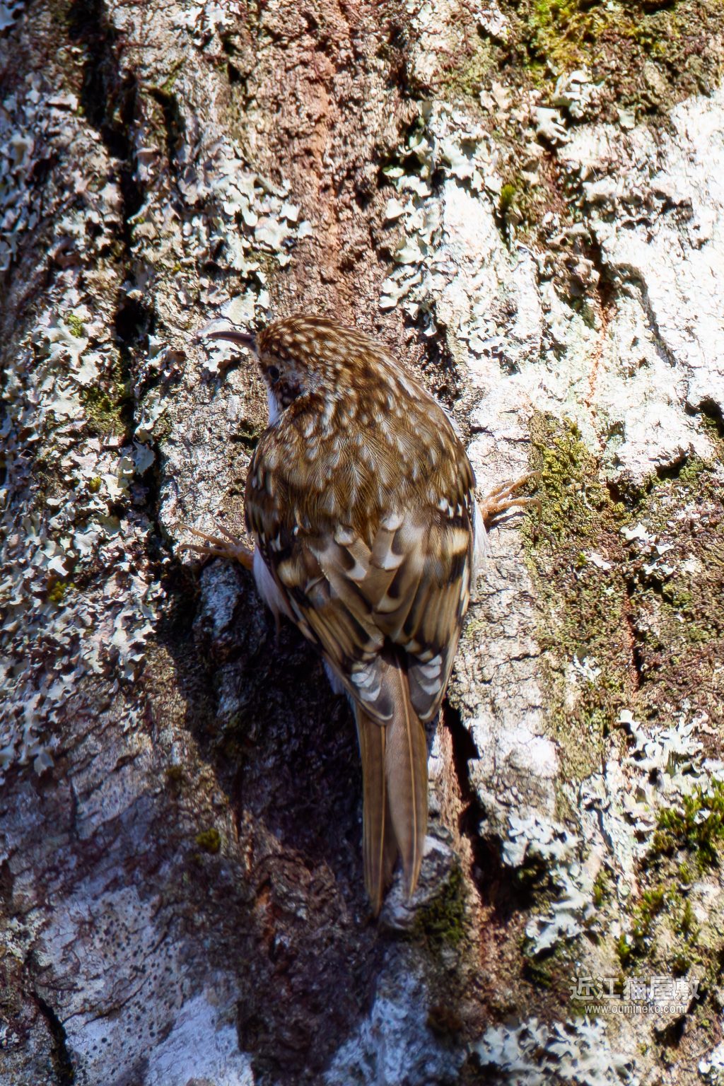 EOS R7で野鳥撮影 朽木散策 ミソサザイ、他 | 近江猫屋敷