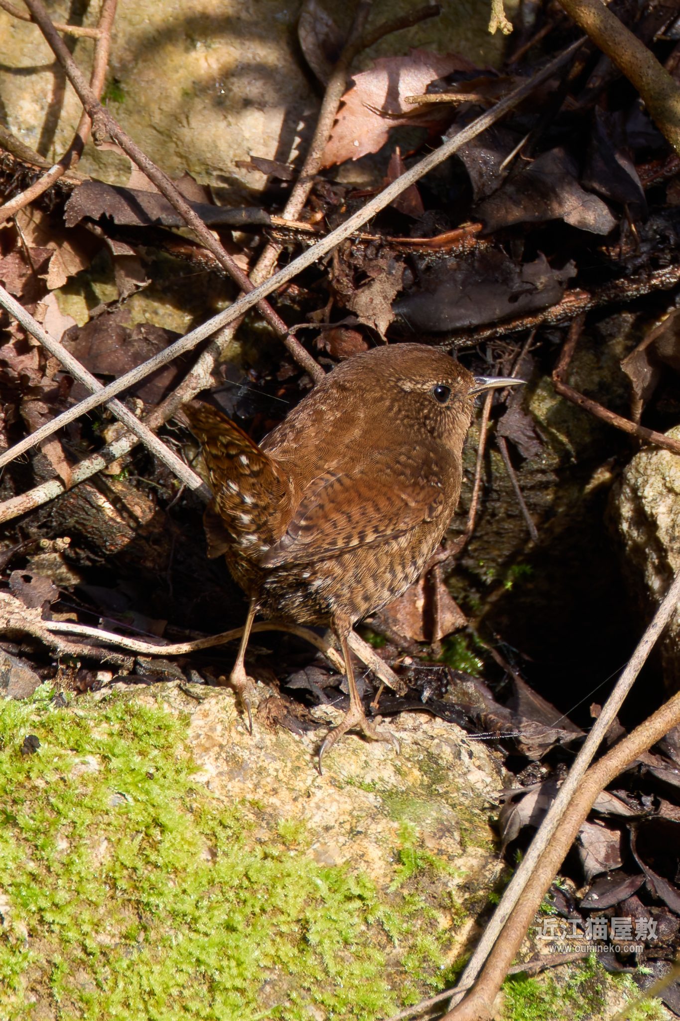 EOS R7で野鳥撮影 ISO/露出補正検証 ミソサザイ、ルリビタキ他 | 近江猫屋敷