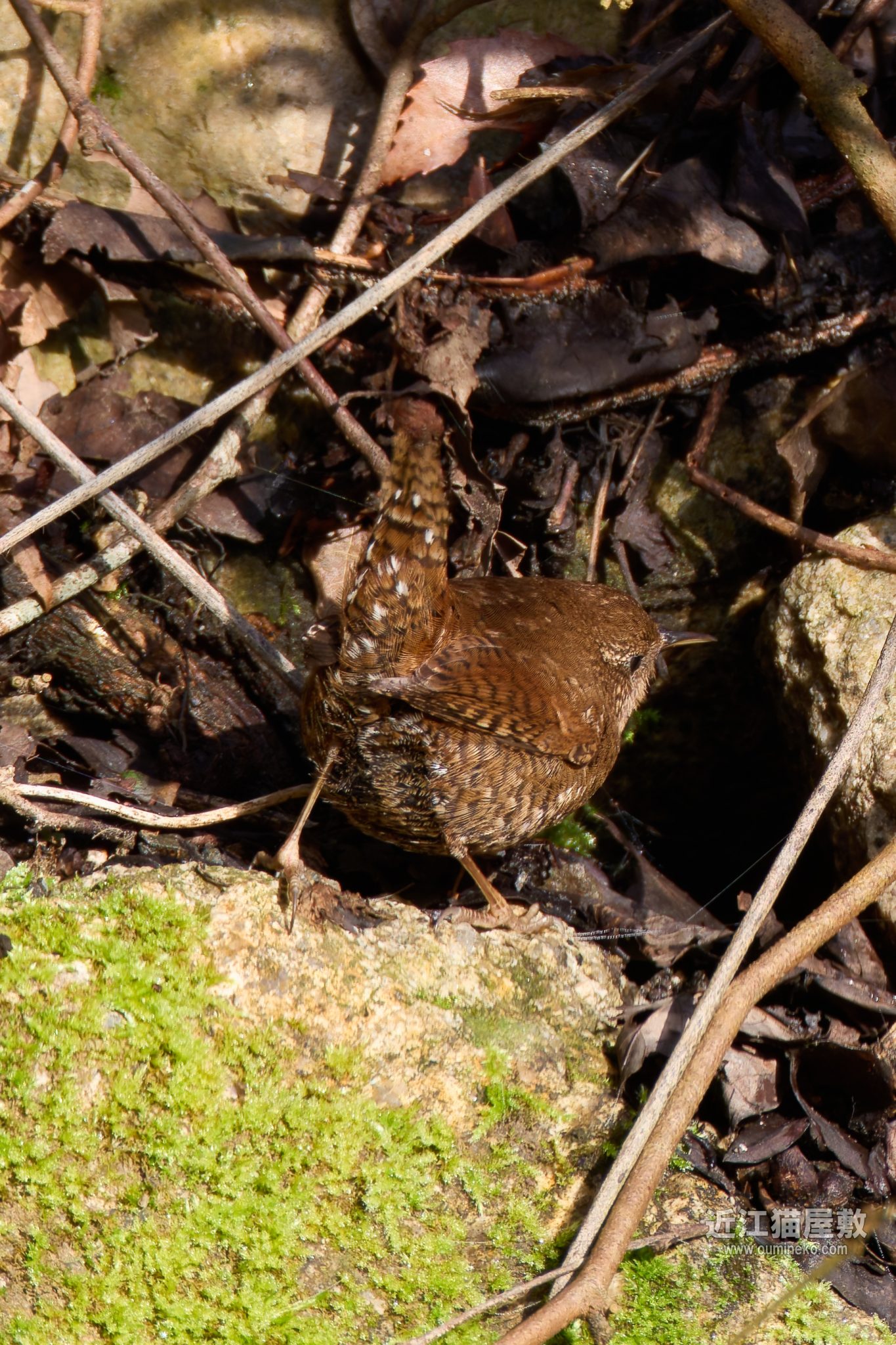 EOS R7で野鳥撮影 ISO/露出補正検証 ミソサザイ、ルリビタキ他 | 近江猫屋敷