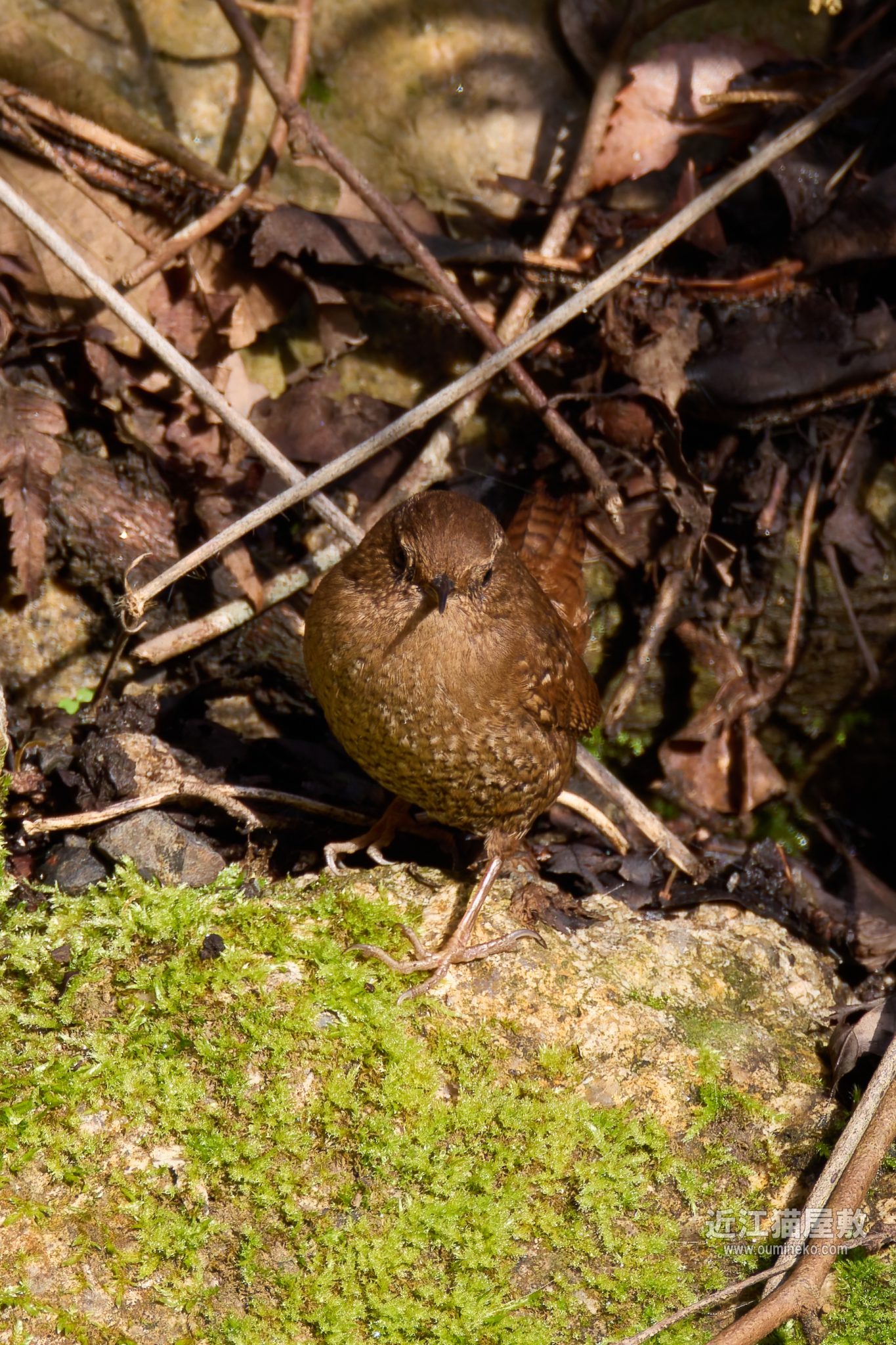 EOS R7で野鳥撮影 ISO/露出補正検証 ミソサザイ、ルリビタキ他 | 近江猫屋敷