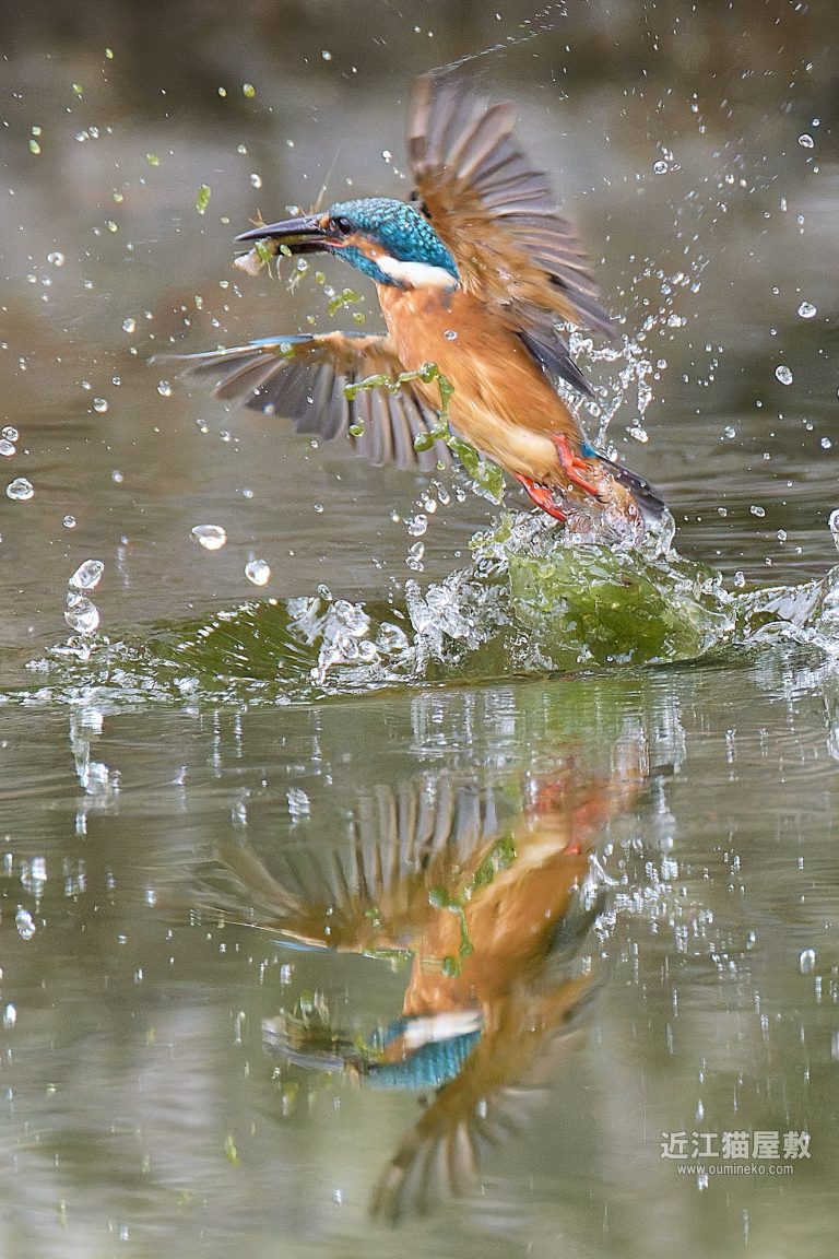 EOS R5 mark IIで野鳥撮影 DxO PureRAW3,4対応 | 近江猫屋敷