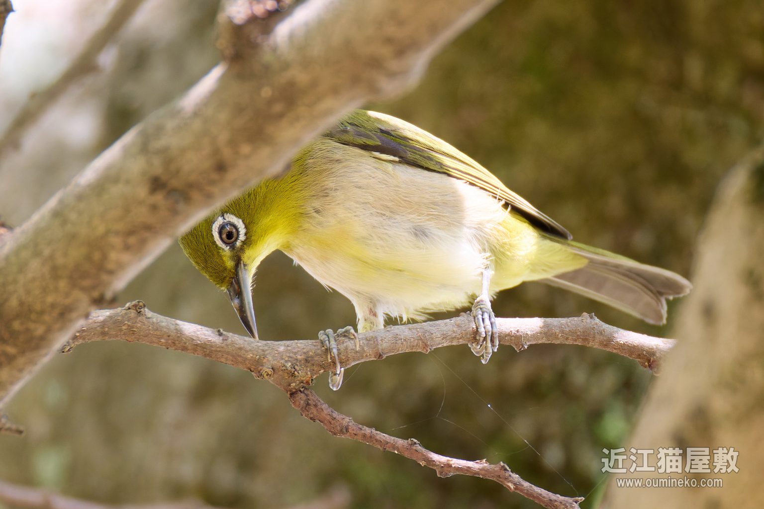 EOS R5 mark IIで野鳥撮影 DxO PureRAW3,4対応 | 近江猫屋敷
