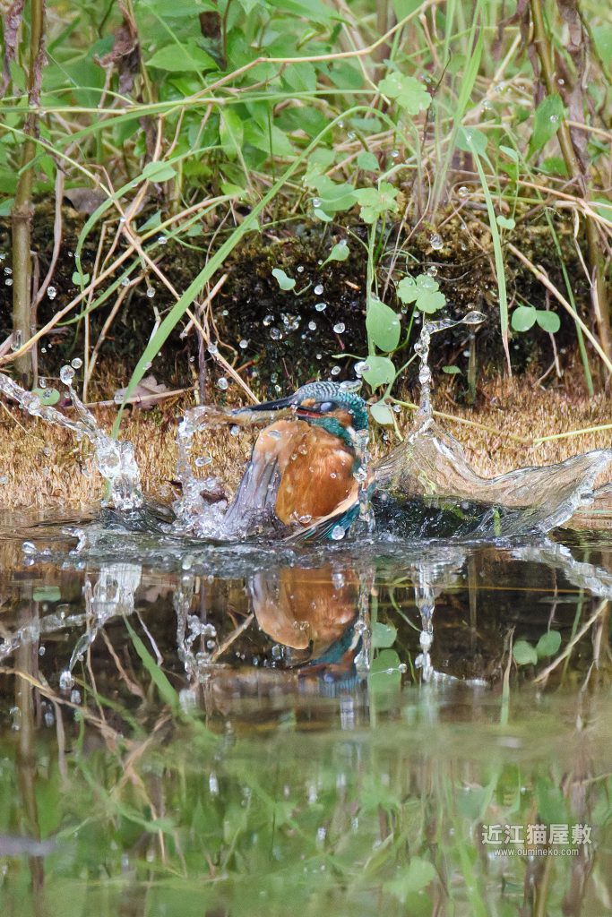 EOS R5 mark IIで野鳥撮影 DxO PureRAW3,4対応 | 近江猫屋敷