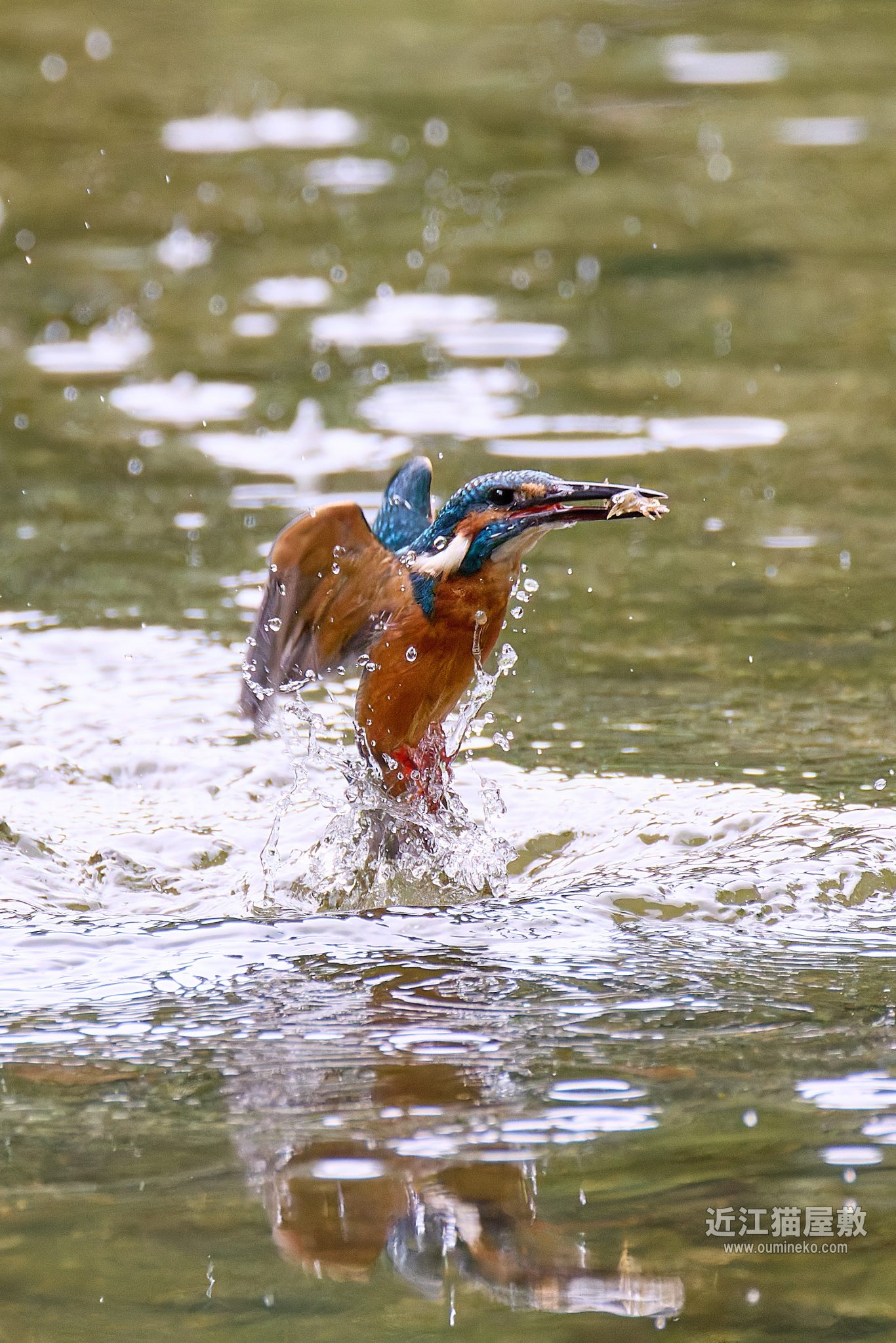 EOS R5 mark IIで野鳥撮影 カワセミ撮影のヒント(初心者向け) | 近江猫屋敷
