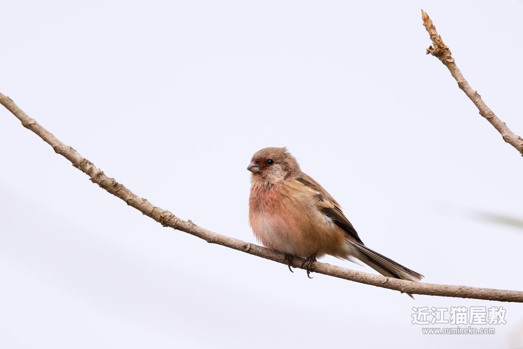 EOS R5 mark IIで野鳥撮影 ベニマシコ、ミヤマホオジロ、カシラダカ、リュウキュウサンショウクイ、ルリビタキ他 | 近江猫屋敷