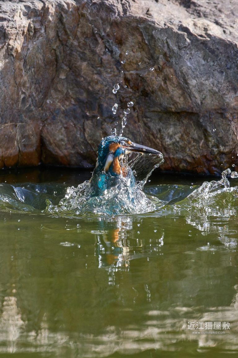 EOS R5 mark IIで野鳥撮影 5ヶ月レビュー＆撮影のコツ | 近江猫屋敷
