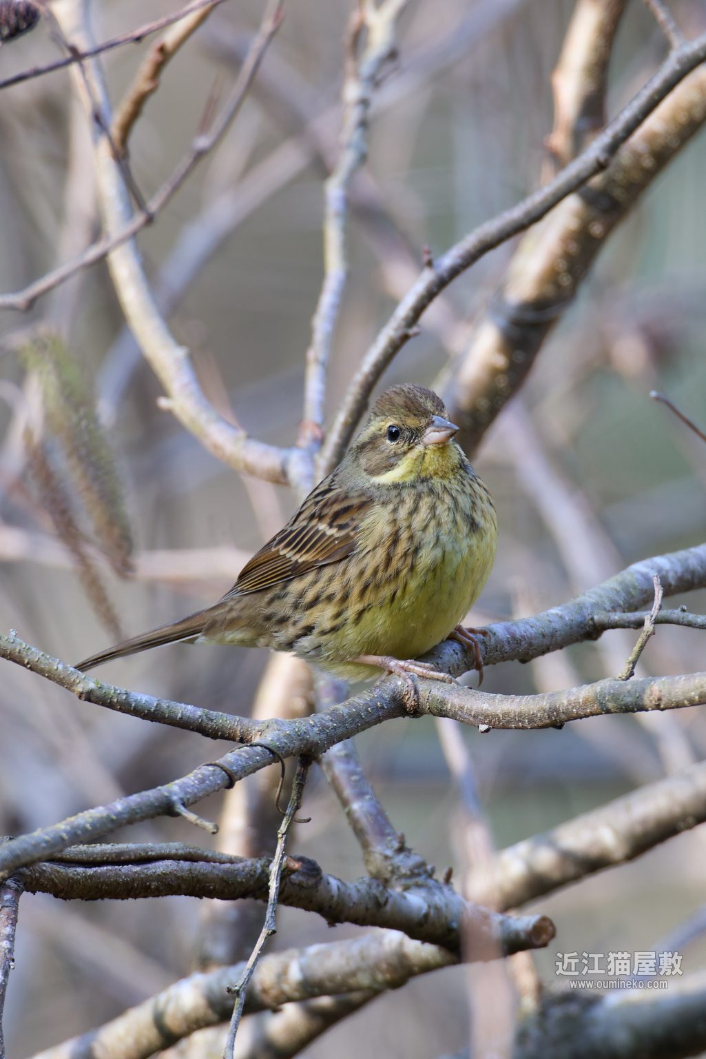 EOS R5 mark IIで野鳥撮影 今期最後のオオワシ、ベニマシコ、ミヤマホオジロ、トラツグミ、ヒクイナ他 | ページ 3 | 近江猫屋敷