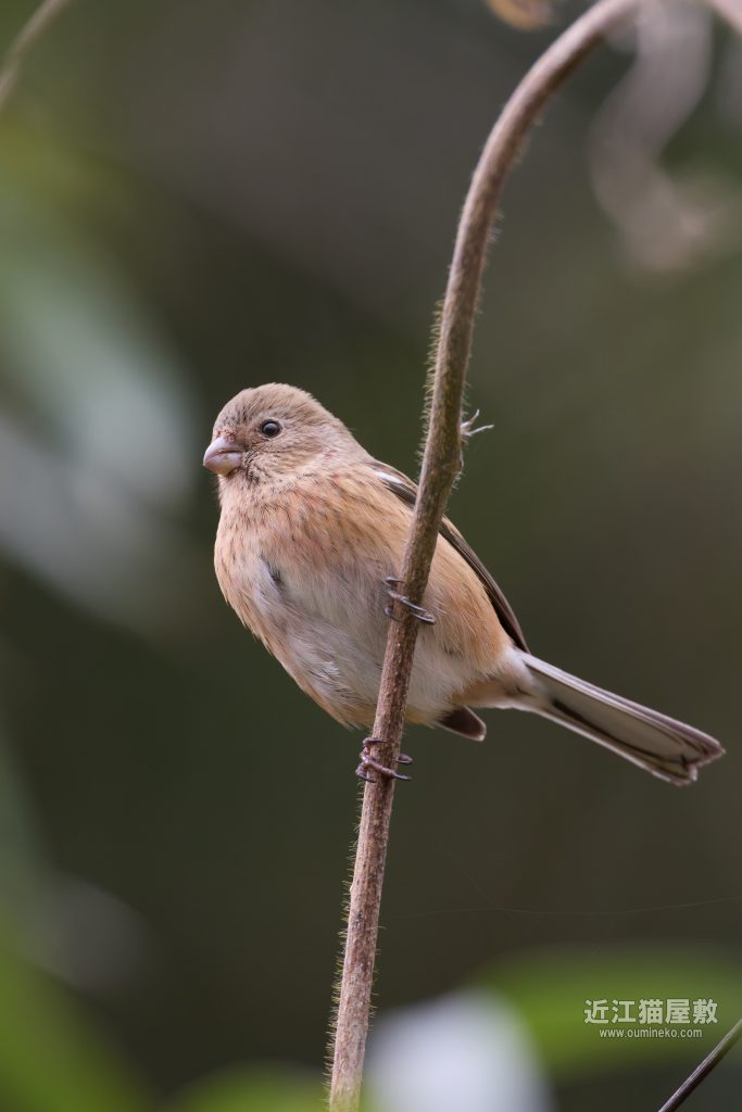 EOS R5 mark II,R7で野鳥撮影 オオジュリン、ベニマシコ他 | 近江猫屋敷