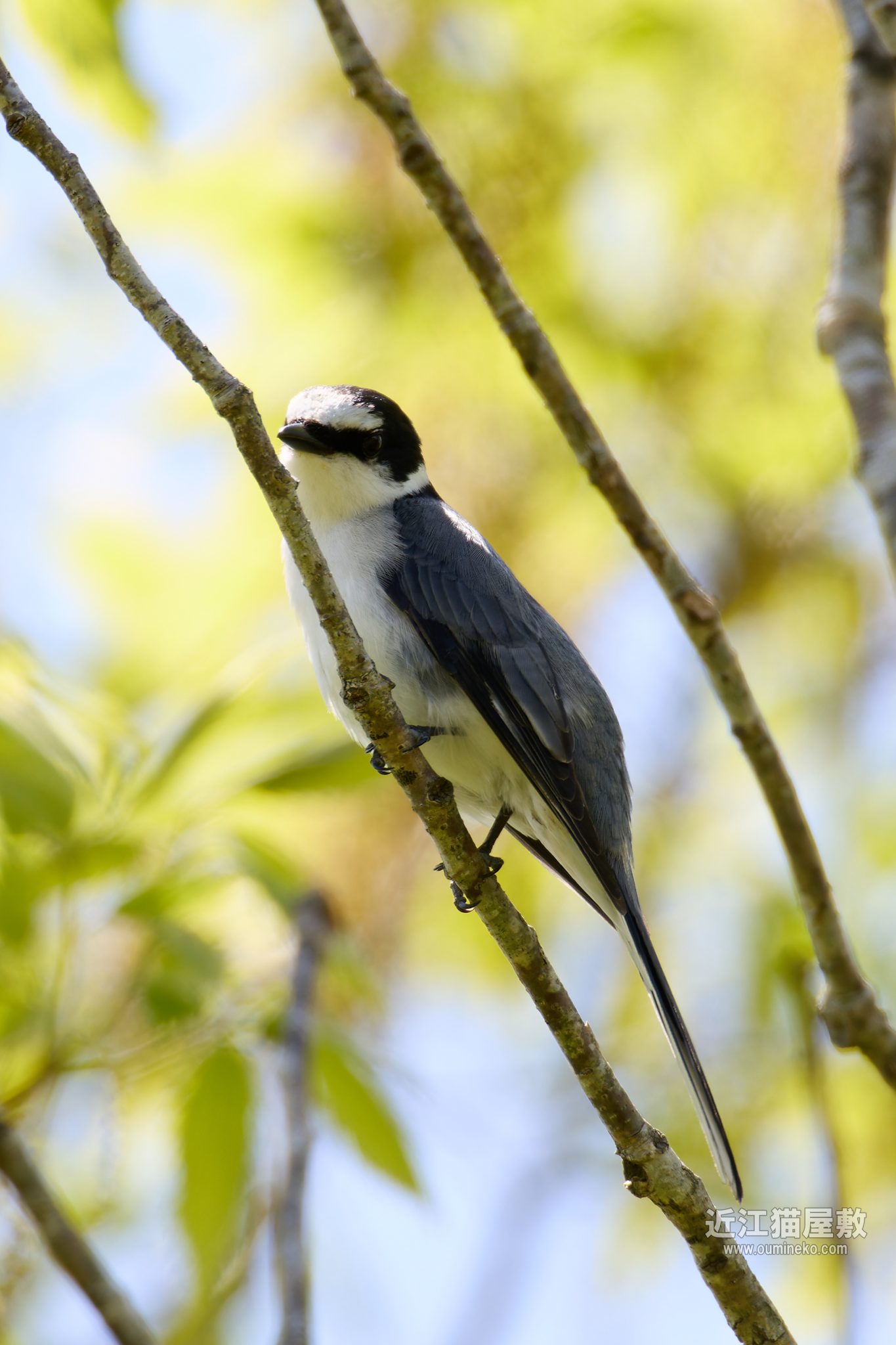 EOSで野鳥撮影 2025GW後半遠征② ムギマキ、センダイムシクイ、ビンズイ、ウグイス、サンショウクイ、アオジ、ニホンリス | ページ 2 | 近江猫屋敷