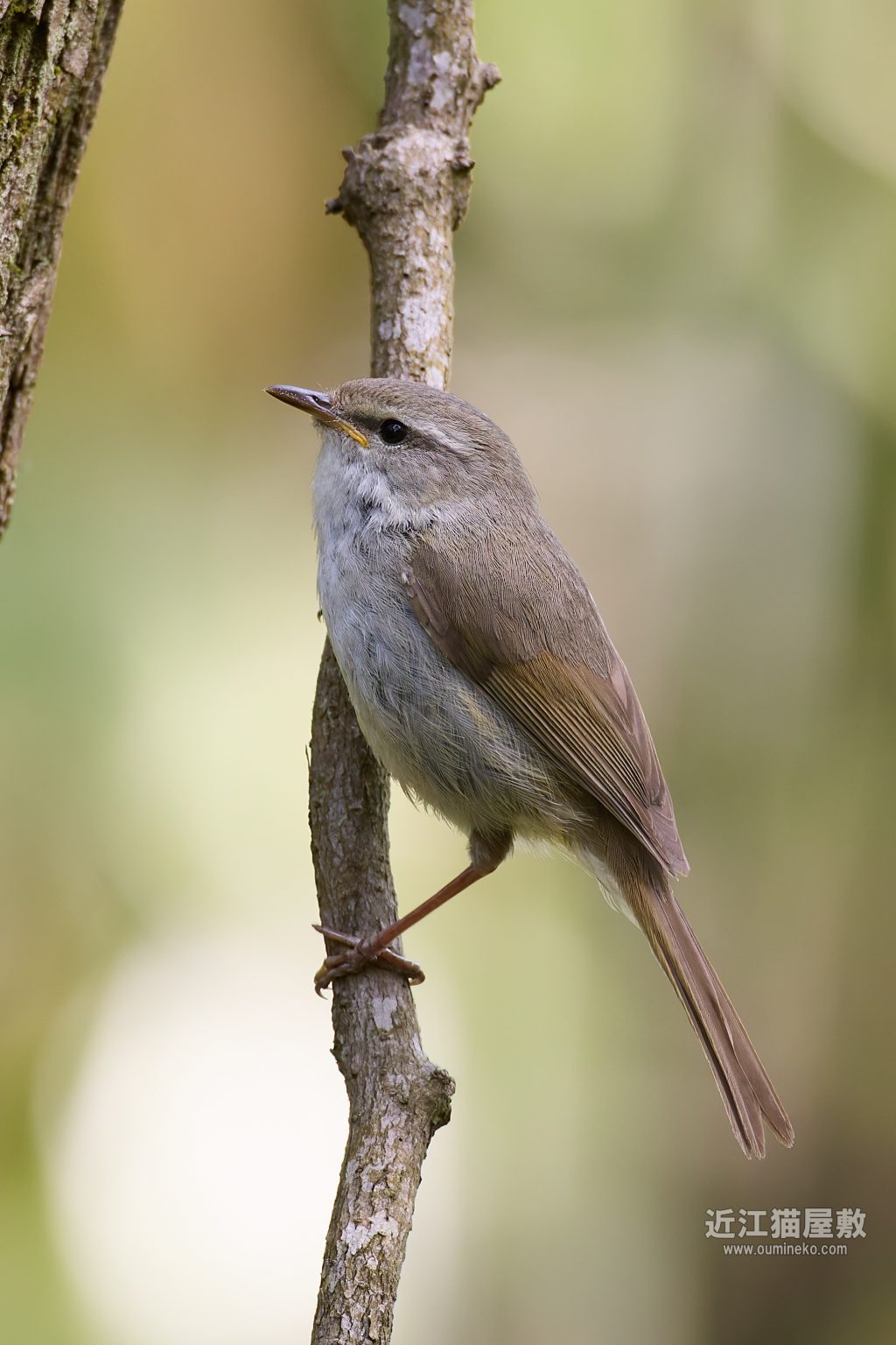EOSで野鳥撮影 2025GW後半遠征② ムギマキ、センダイムシクイ、ビンズイ、ウグイス、サンショウクイ、アオジ、ニホンリス | ページ 2 | 近江猫屋敷