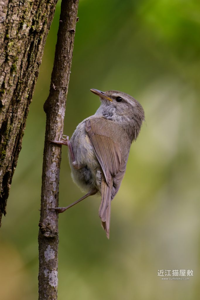 EOSで野鳥撮影 2025GW後半遠征② ムギマキ、センダイムシクイ、ビンズイ、ウグイス、サンショウクイ、アオジ、ニホンリス | ページ 2 | 近江猫屋敷