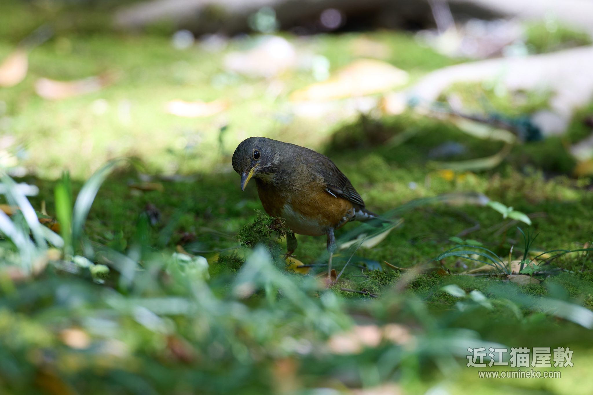 EOSで野鳥撮影 2025GW後半遠征① ツグミ科 四姉妹(マミジロ、マミチャジナイ、アカハラ、クロツグミ) | ページ 2 | 近江猫屋敷