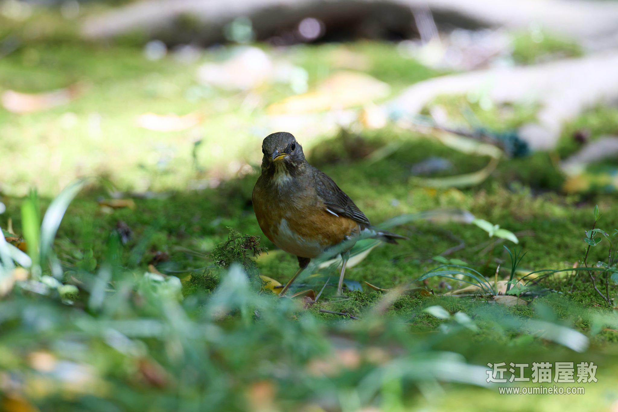 EOSで野鳥撮影 2025GW後半遠征① ツグミ科 四姉妹(マミジロ、マミチャジナイ、アカハラ、クロツグミ) | ページ 2 | 近江猫屋敷