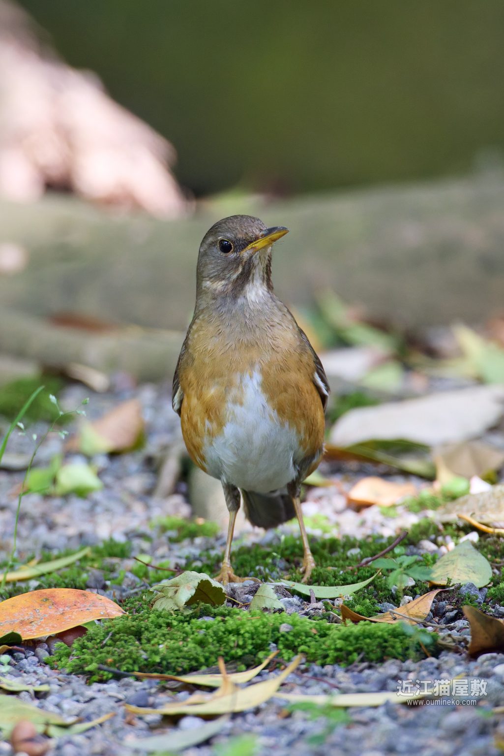 EOSで野鳥撮影 2025GW後半遠征① ツグミ科 四姉妹(マミジロ、マミチャジナイ、アカハラ、クロツグミ) | ページ 2 | 近江猫屋敷