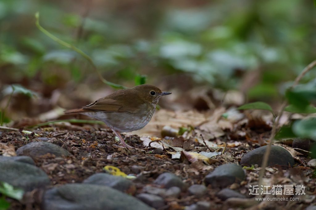 EOSで野鳥撮影 2025GW後半遠征③ シマゴマ、コサメビタキ、ヒガラ、カワラヒワ | ページ 3 | 近江猫屋敷