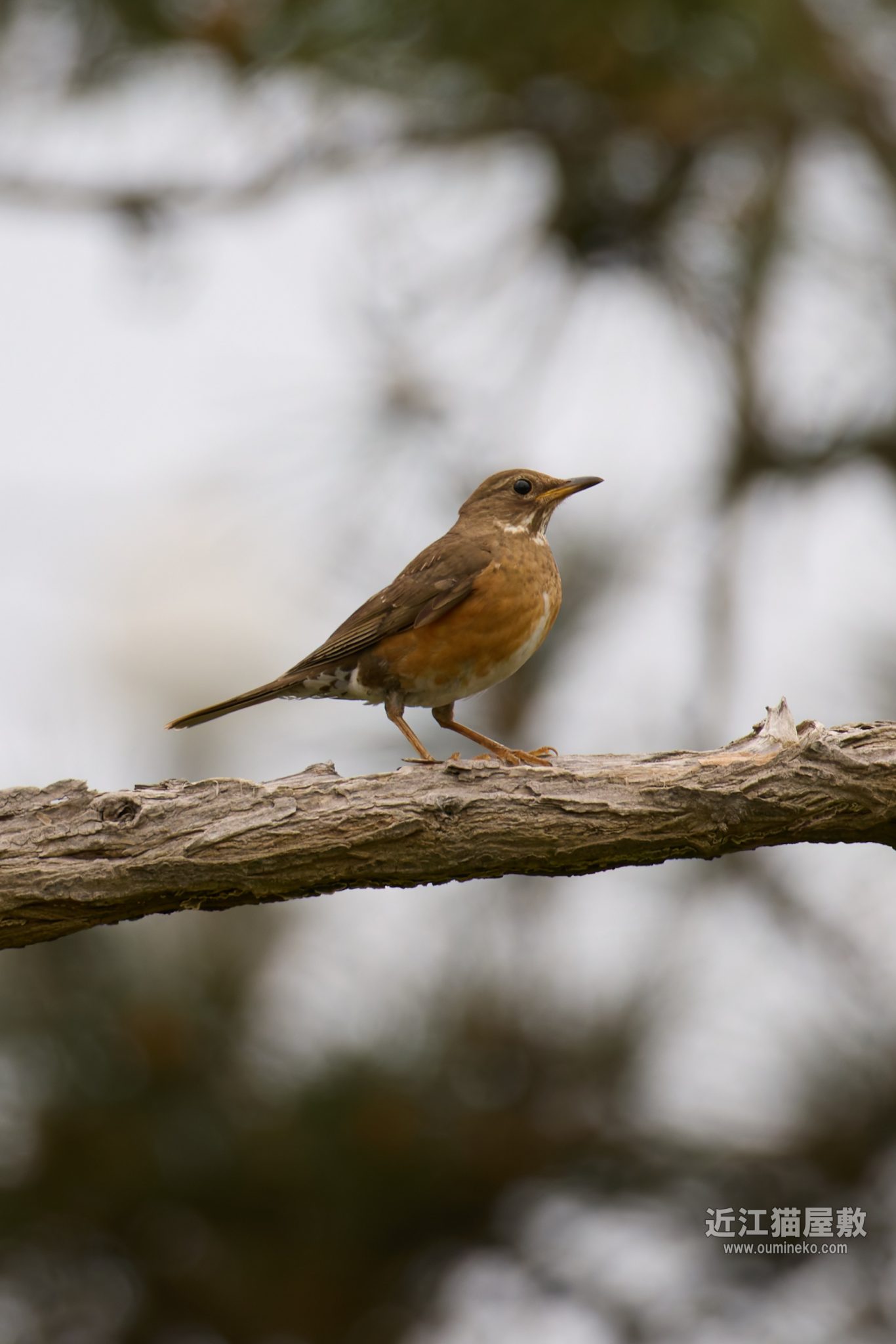 EOSで野鳥撮影 2025GW後半遠征① ツグミ科 四姉妹(マミジロ、マミチャジナイ、アカハラ、クロツグミ) | ページ 2 | 近江猫屋敷