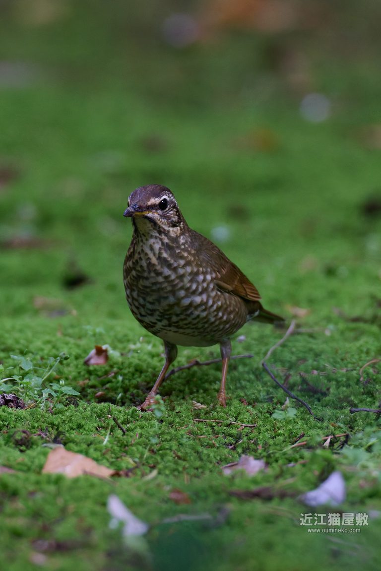 EOSで野鳥撮影 2025GW後半遠征① ツグミ科 四姉妹(マミジロ、マミチャジナイ、アカハラ、クロツグミ) | ページ 3 | 近江猫屋敷