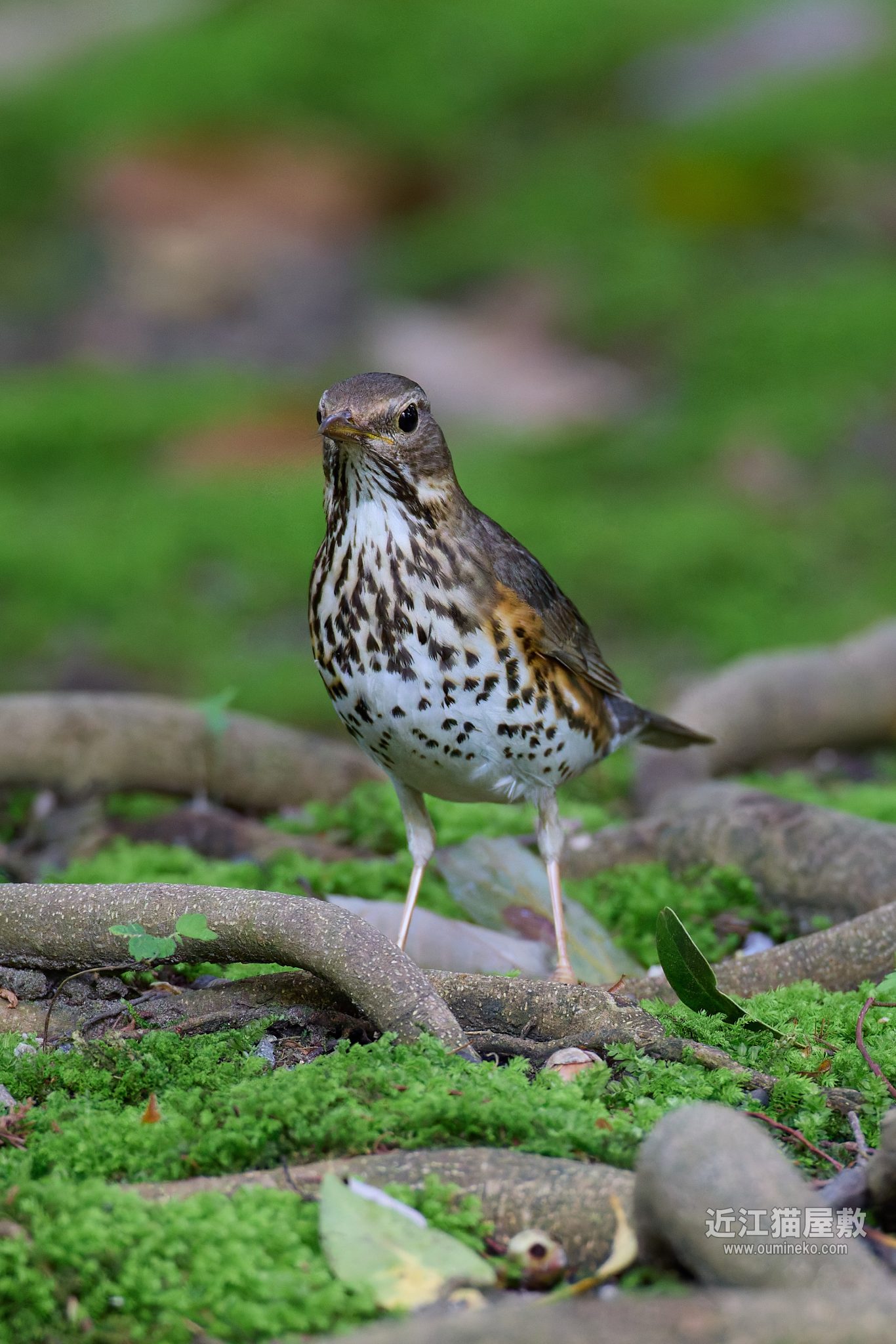 EOSで野鳥撮影 2025GW後半遠征① ツグミ科 四姉妹(マミジロ、マミチャジナイ、アカハラ、クロツグミ) | ページ 2 | 近江猫屋敷